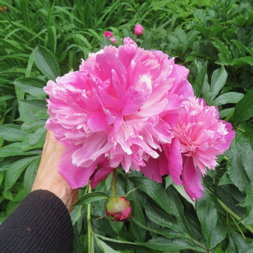 Ode to peonies – Violet Nesdoly