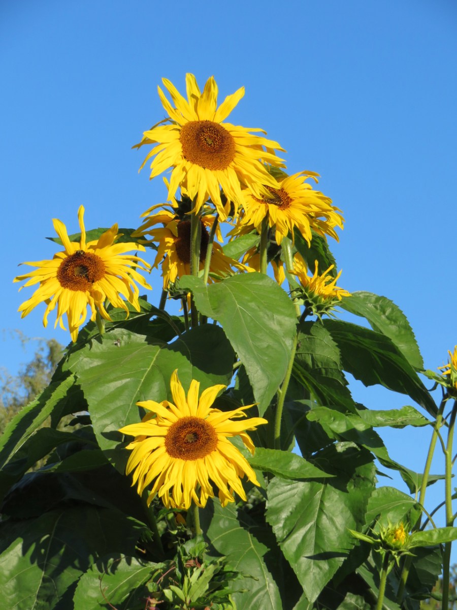 Seasonal Junction – Violet Nesdoly